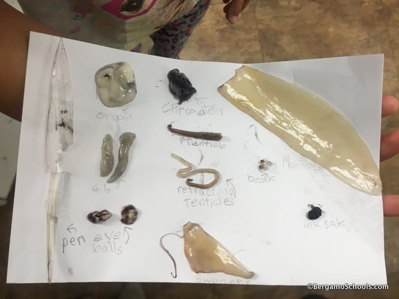 Squid Dissection Pen